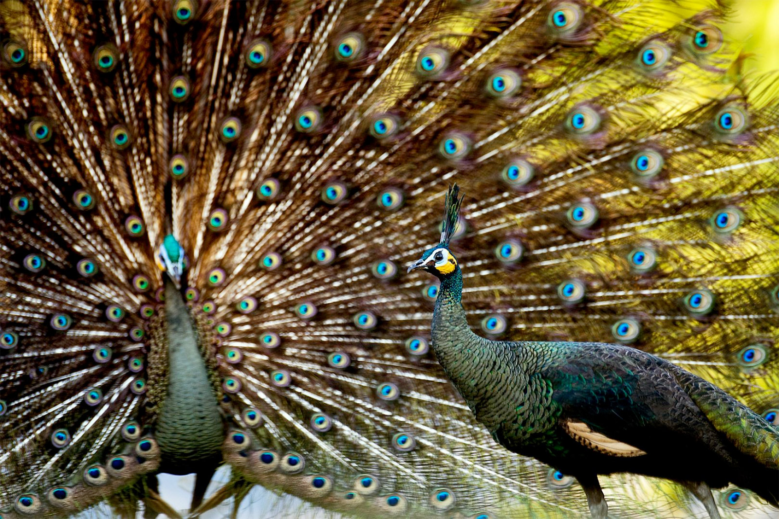 الطاووس رمز المعارضة البورمية مهدد بالأنقراض | بيئة - صحيفة الوسط ...